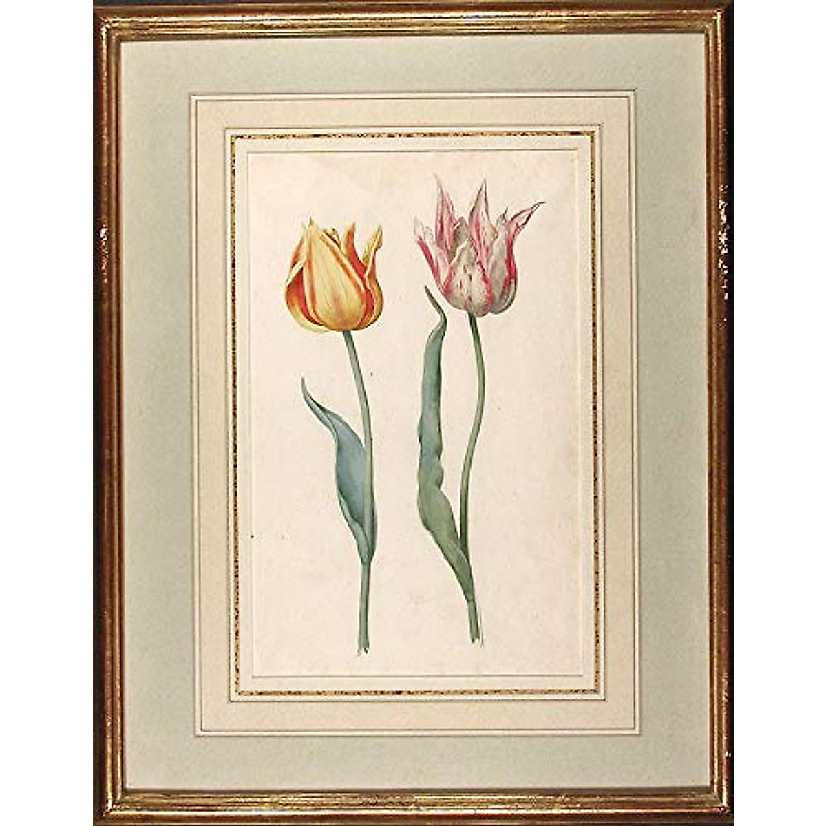 Tulipa var.' (A red and yellow tulip and a white and rose-coloured tulip)