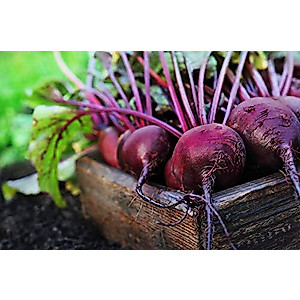 Red Ace Beet Seeds, 100 Seeds Per Packet, Non GMO Seeds Scientific Name: Beta vulgaris, Isla's Garden Seeds