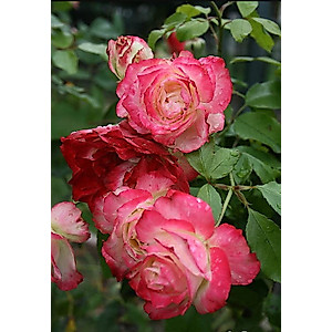 Pink Miniature Rose Bush Fragrant Plant, Ornaments Perennial Garden Simple to Grow Pots, 2.5 Inches Pot