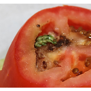 VivaTrap VT-101 Corn Earworm + Tomato Fruitworm Moth Trap & Lure (2 Pack, 8 Week)