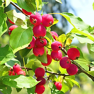 Crabapple Tree Live Plant 1.5 to 2.5 Ft Height, Crab Apple Fruits Crabapple Plant, White Flowers, No Ship to CA