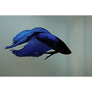 Betta Splendens Siamese Male Fighting Fish - Assorted Colors | Live Tropical Aquarium Fish