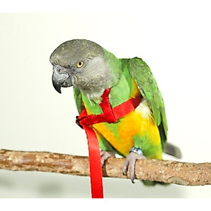 Parrot Wizard Bird Harness Set (XL, Pink)