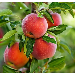 Mix Dwarf Bonsai Fruit Tree Seeds for Planting, 50+ Lemon Tree Seeds 50+ Cherry Tree Seeds 50+ Orange Tree Seeds 50+ Apple Seeds, 4 Variety Individual Packs, Organic Heirloom Fruit Seeds