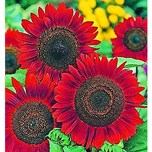 RattleFree Velvet Queen Sunflower Seeds for Planting | Heirloom | Non-GMO | 50 Sunflower Seeds per Planting Packet | Fresh Garden Seeds
