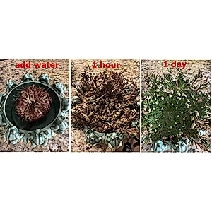 Six (6) Jericho Flowers, Rose of Jericho, Resurrection Flowers, Selaginella Lepidophylla, from A Brown Dry Ball Into A Live Plant with Water, A Holy Item in Religions, Pagan, Wiccan