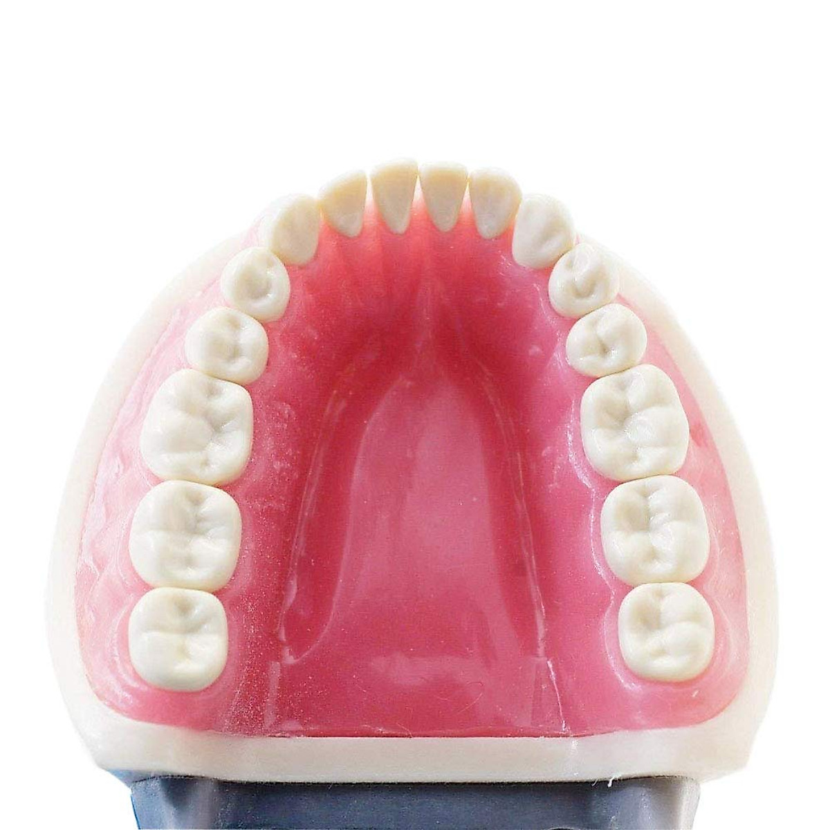 Typodont Teeth Model, with Removable Teeth, Compatible with Kilgore Nissin + 5 Sets of 28pcs Teeth Piece for Teaching, Study