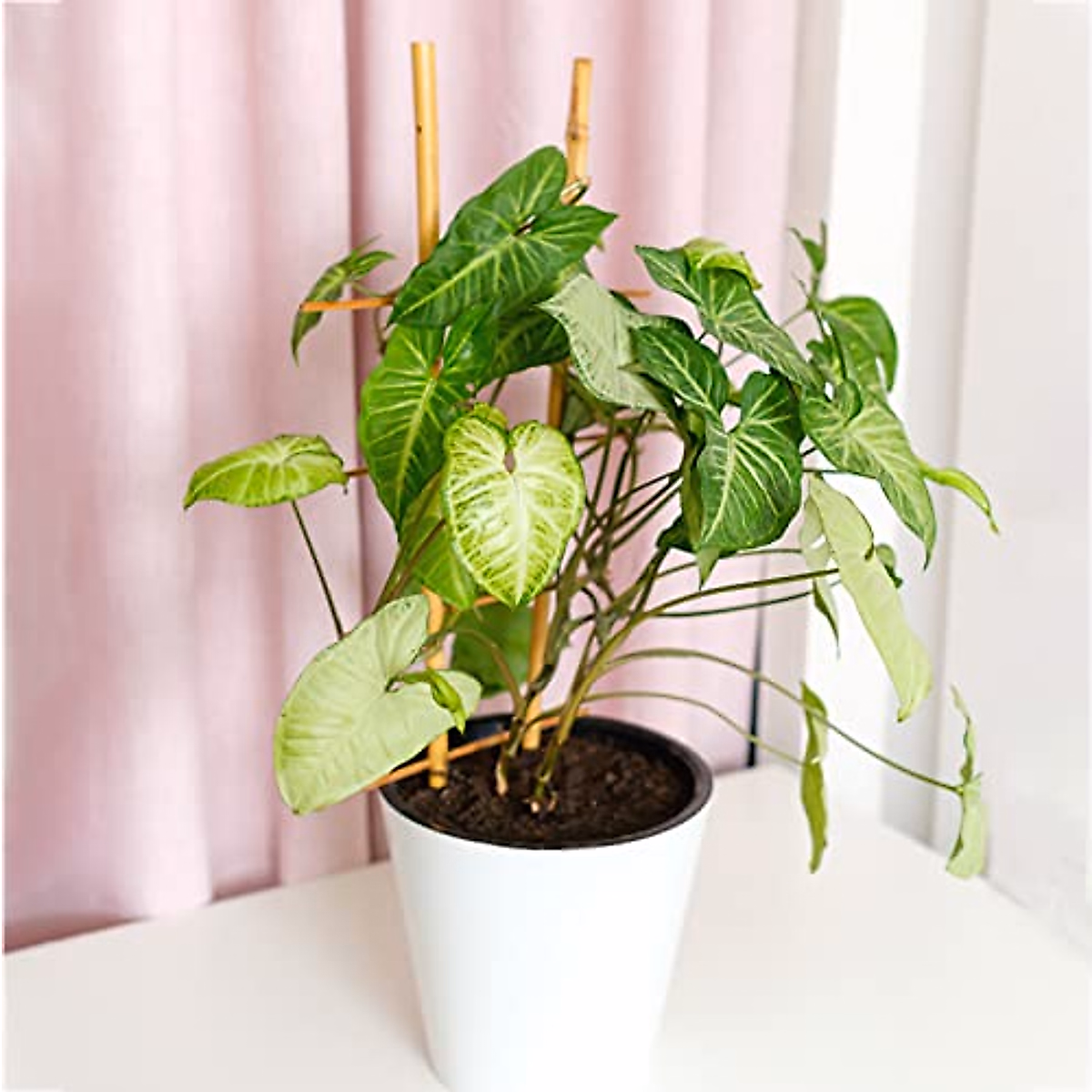 Frcctre 60 Pack 16 Inch Bamboo Plant Stakes, Natural Garden Sticks for Plant Indoor and Outdoor Gardening Plant Support Climbing Stakes for Tomatoes, Beans, Potted Plants