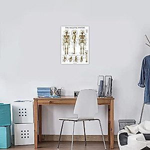 LAMINATED Skeletal System Poster - Human Skeleton Chart - 18 x 24 (Vertical Layout)