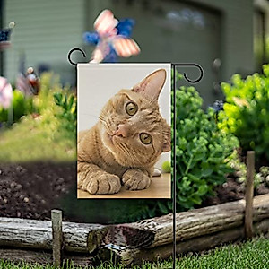 Hokkien Orange Cat Tilts His Head Garden Flag Banner 12 x 18 Inch Decorative Garden Flag for Outdoor Lawn and Garden Home Décor Double-Sided
