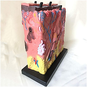 HAILIA Medical Models, Skin Anatomy Model,Hair Follicle Hair Anatomy Model Acne Pustule Blackhead Medical Teaching Model,for Medical Educational Training Aid,Study Display