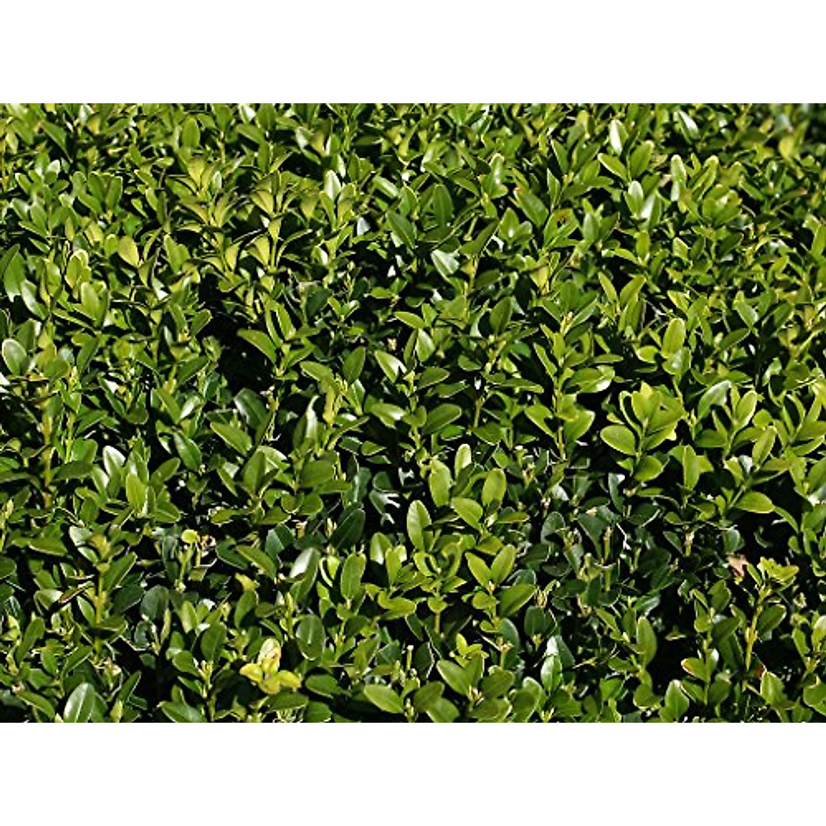 Heirloom Boxwood, Buxus Sempervirens, 30 Seeds, (Hardy Evergreen, Topiary, Hedge, Bonsai)