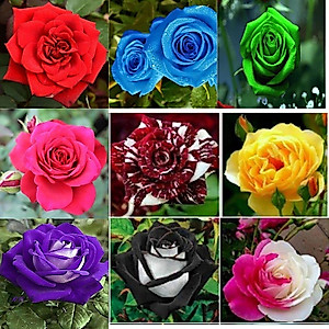 30 Seeds| Muti- Color Mix Rose Seeds#1060-Authentic Seeds-Flowers-Seeds-Rose Seeds-Herb Seeds-Vegetable Seeds-Mix Seeds for Plant- B3G1