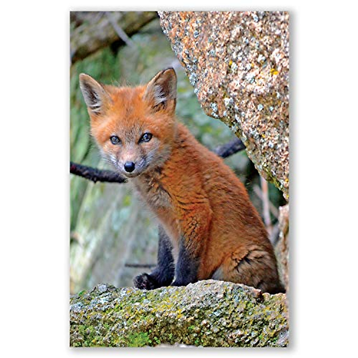 BABY ANIMALS postcard set of 20 postcards. Animal babies post card variety pack. Made in USA.