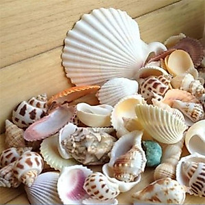 wsloftyGYd 100g Mixed Sea Beach Shells Crafts Seashells Aquarium Decor Photo Props