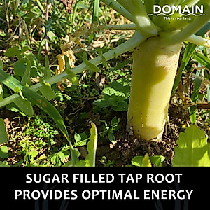 Domain Outdoor Illicit Food Plot Seeds, Fast Growing Variety of Deer Radish, Perfect Seed for Spring, Summer or Fall, Leafy Greens, Sugar-Filled Tap Root, Up to 8 Tons of Forage Per Acre, 1/2 Acre