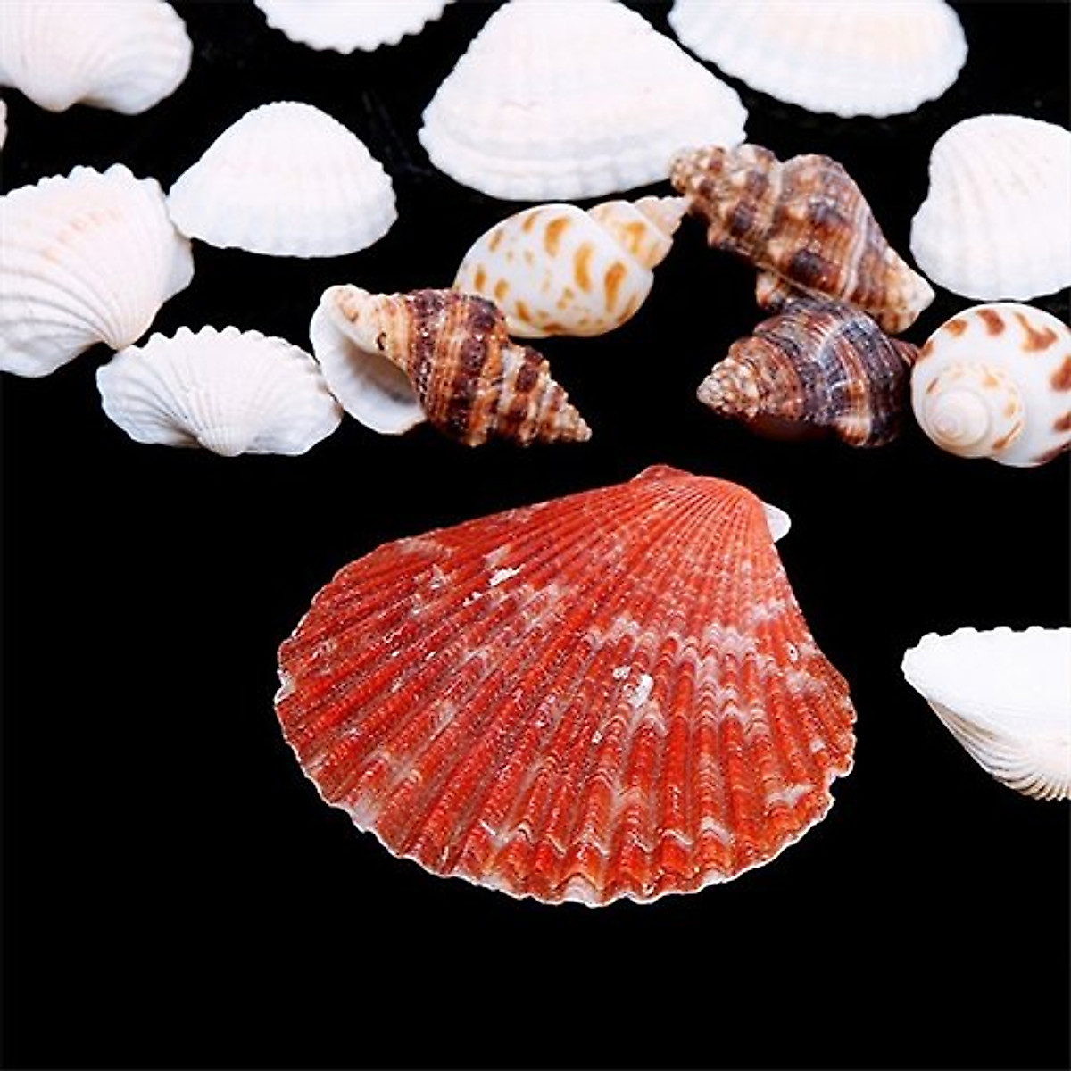 wsloftyGYd 100g Mixed Sea Beach Shells Crafts Seashells Aquarium Decor Photo Props