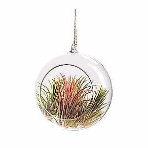Ionantha Tillandsia Air Plants Live Indoor Plants (10PK), Air Plant Terrarium Plants Live Houseplants, Live Plants Indoor Plant Kit, Easy Care Plants for Air Plant Holder or Garden by Plants for Pets
