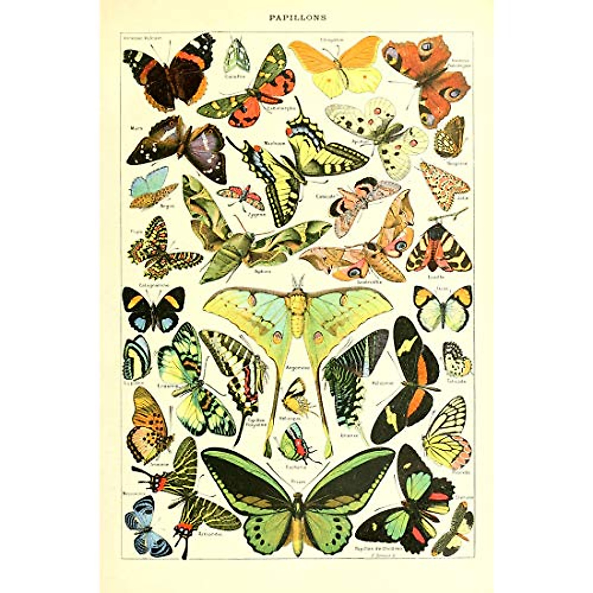 Meishe Art Poster Print Vintage Biology Botanical Science Wall Decor Sea Creature Animals Seashell Fish Marine Life Vegetables Birds Feather Butterflies Breeds Species Identification Set of 6pcs