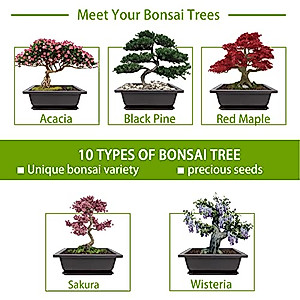 Meekear 10 Bonsai Seeds Kit, Growing into Acacia, Wisteria, Sakura, Red Maple, Black Pine, Blue Spruce, Chinese Boxwood, Dawn Redwood, Flame Tree, Judas Tree for Indoor Outdoor Garden DIY Gifts