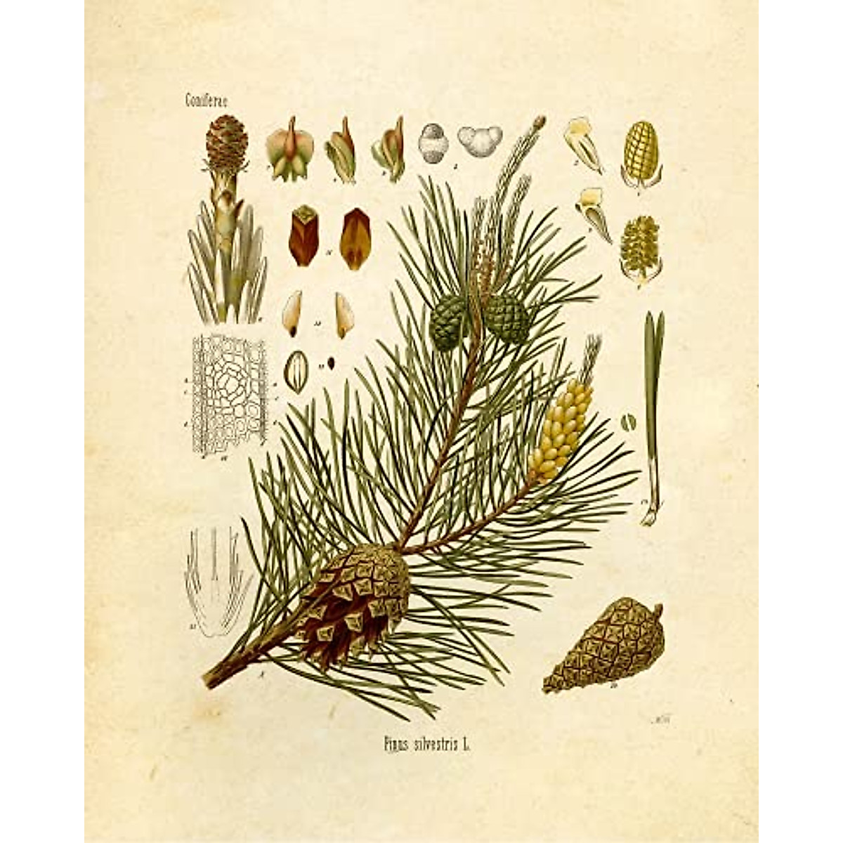 Ink Inc. Botanical Prints Wall Art Ink Inc - Woodland Plants Wildflower Mushrooms Ferns Berries - Set of 9 8x10 Unframed