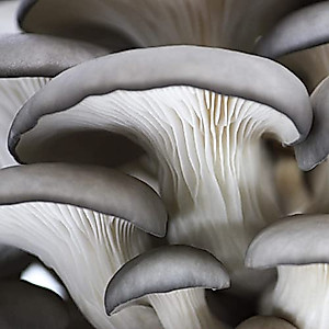 North Spore Organic Blue Oyster Mushroom Spray & Grow Kit (4 lbs) | USDA Certified Organic, Non-GMO, Beginner Friendly & Easy to Use | Grow Your Mushrooms at Home | Handmade in Maine, USA