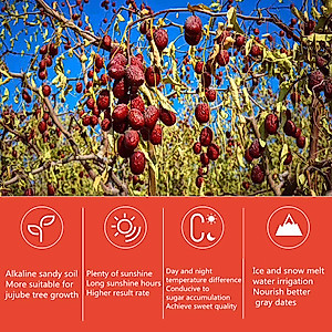 16 Oz Organic Dates Dried, Medjool in resealable bags, Red Dates/Sweet Jujube/Sugar Hong Zao, Vegan Grocery & Gourmet Food Snack Foods Dried Fruit (1 Lbs)