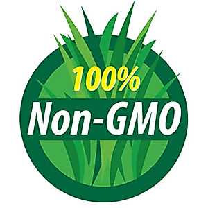 Lemon Grass Seeds for Planting Outdoor - 250 Mg Packet - Non-GMO, Heirloom Culinary Herb Garden Lemongrass Seeds - Cymbopogon citratus