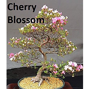 Flowering Bonsai Tree Seed Bundle #2 - All Flowering Tree Seeds, Vibrant Colors - Desert Rose, Japanese Cherry Blossom, Chinese Wisteria