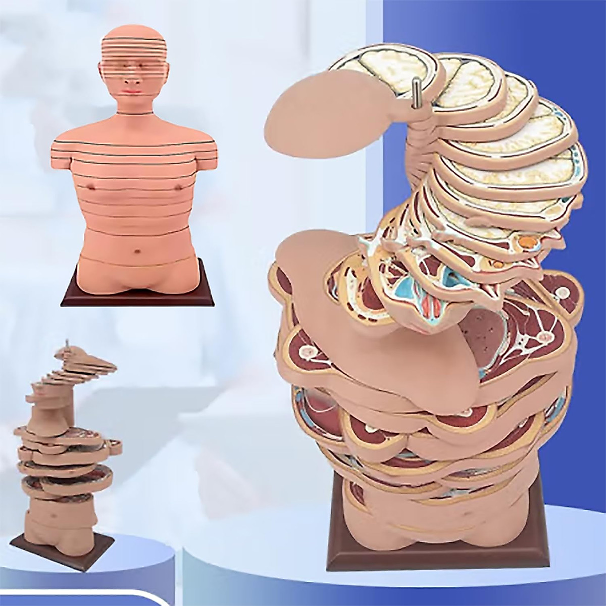 JOSBY Human Torso Cross-Section Model, CT, MRI Imaging Radiology Medical Model, 24pcs Human Body Cross-Section Image Anatomy, Each Layer is Removable, Used for Medical Teaching Display