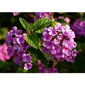 Lantana Camara Seeds Garden Ornamental Flower Plant Seeds Multi Colors 100Pcs