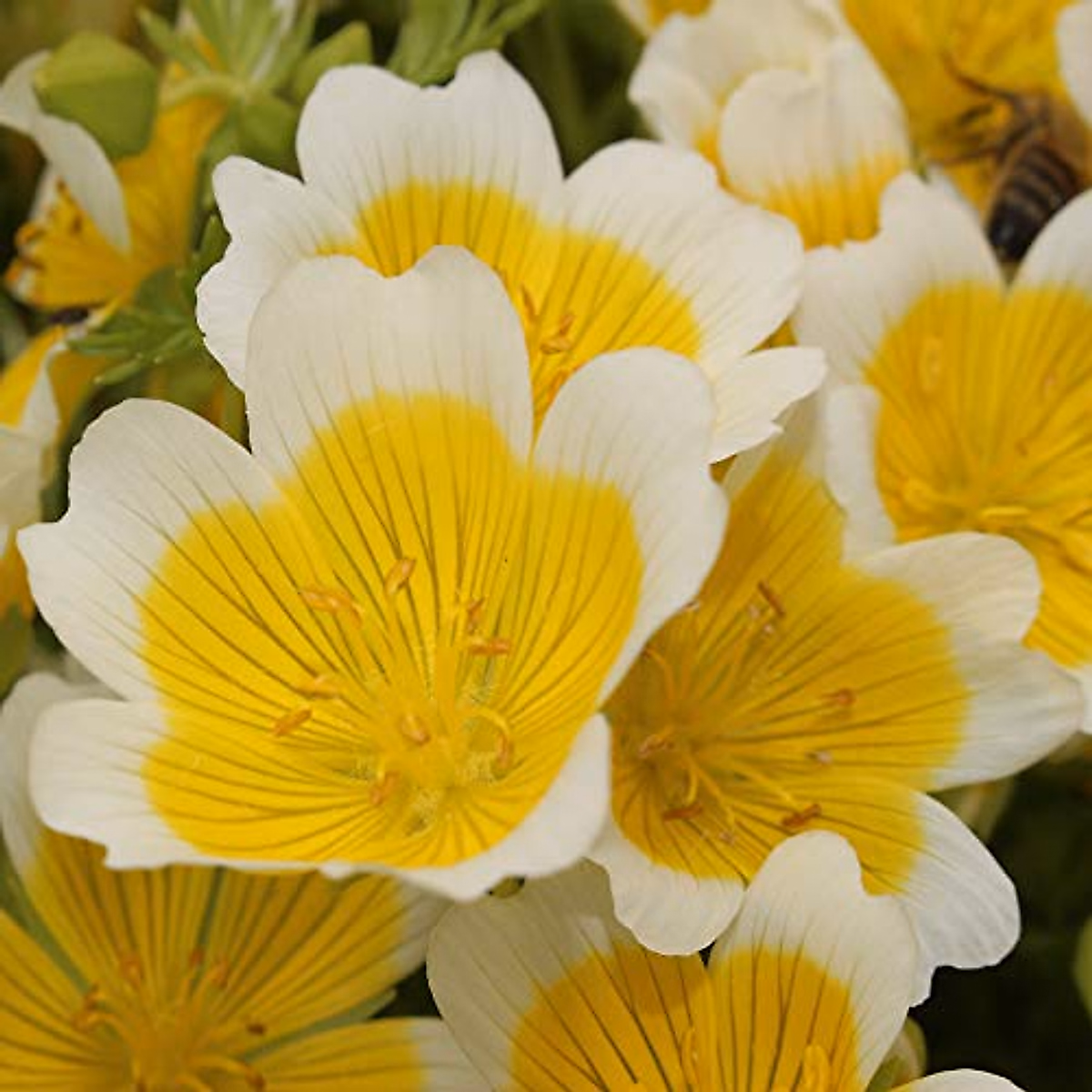 Outsidepride Limnanthes Douglasii Poached Egg Plant Garden Flower Seeds - 1000 Seeds