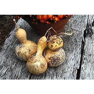 Gourd Seeds Birdhouse Bottle Gourd Seeds, 25 Seed Pack, USA Product.