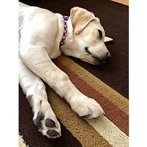 iCalmDog Reggae | by Through a Dog's Ear | Happy Jamaican Rhythms | Micro SD Sound Card | Proven Dog Anxiety Solution