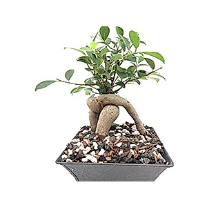 Bonsai Fertilizer| All Purpose| Quick Results |Micro Nutrients Vital for Bonsai Health| The Bonsai Supply (All Purpose Fertilizer 5 oz)