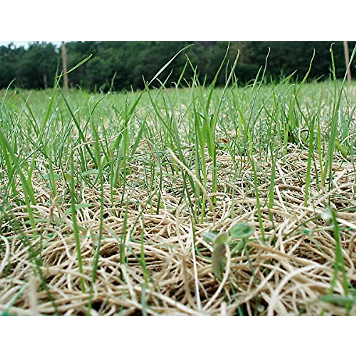 American Excelsior Curlex Erosion Control Blanket Landscape Roll with Biodegradable Staples 2-1/2'x50'