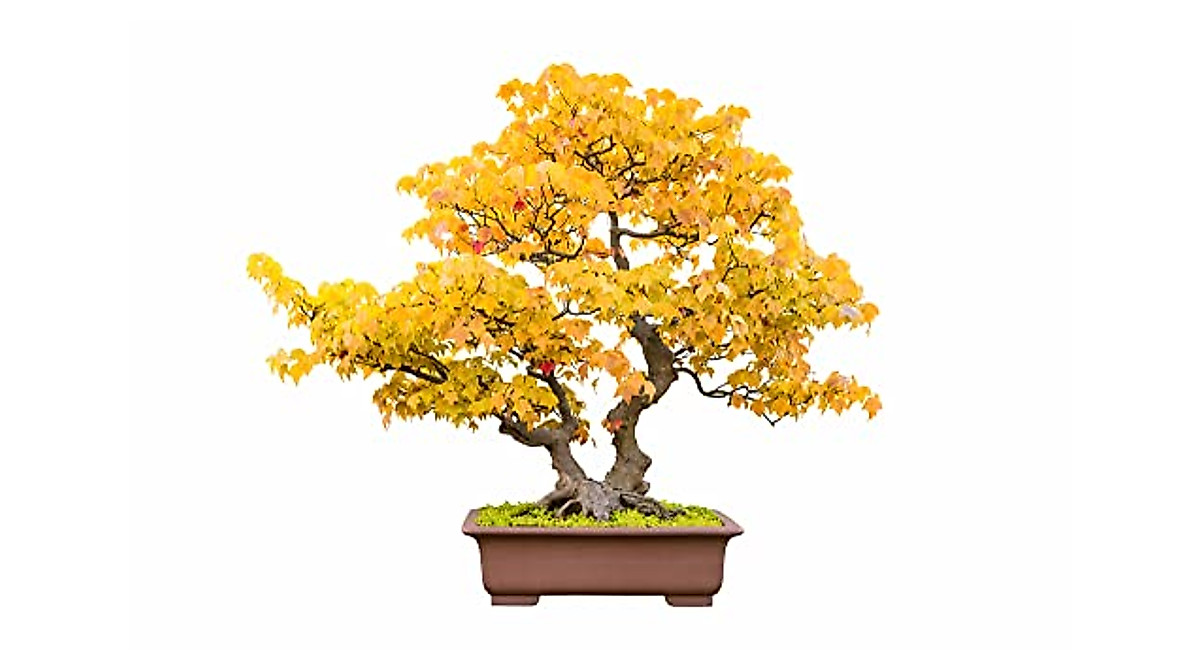 Trident Maple Bonsai Seeds - 20+ Premium Seeds