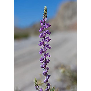 DesertUSA Desert Garden Seed Starter Kit