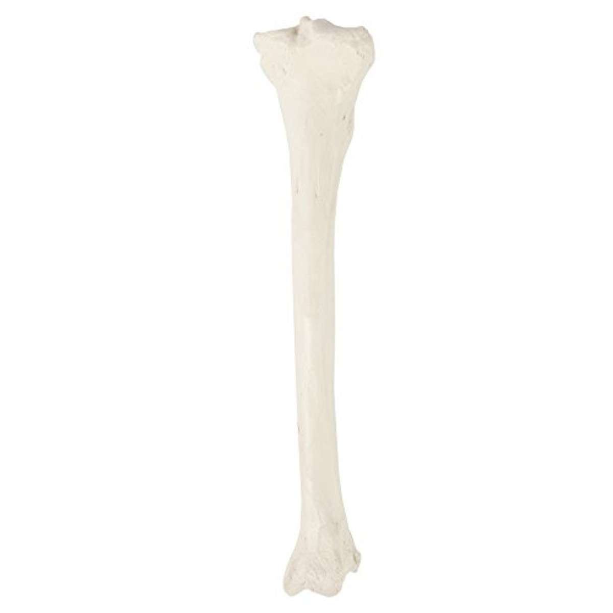 Axis Scientific Tibia Bone Model | Right | Cast from a Real Human Fibula Bone l Lower Leg Bone Model Has Realistic Texture and Important Bony Landmarks | Includes Product Manual