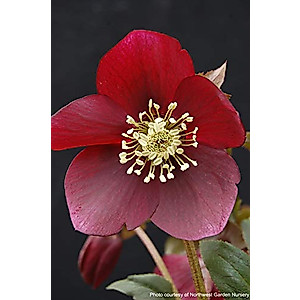 Perennial Farm Marketplace Helleborus x W.J. 'Ruby Wine' (Lenten Rose) Perennial, 1 Quart, Burgundy Flowers