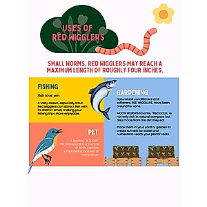 100 Live Red Wigglers Composting Worms