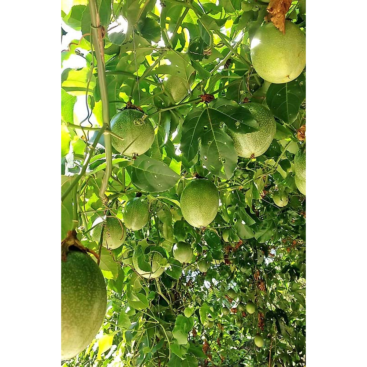 Passion Fruit Yellow Tropical Passionfruit Vine 5 to 7 Inc Tall Planting Indoor Outdoor Ornaments Perennial Garden Simple to Grow Pot