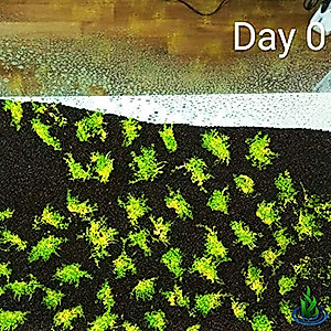 Greenpro Dwarf Baby Tears Hemianthus Callitrichoides Java Moss Live Aquarium Plants Freshwater Fish Tank Vitro TC Cup