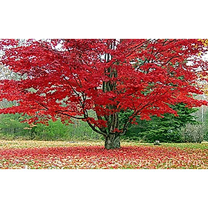 Froze Red Maple Tree - 12-16inch Tall Seedling - Quart Pot - Live Plant - Acer rubrum