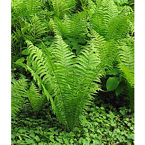 05 Ostrich Fern Bare Root Ground Cover for Planting Planting Growing Outdoor Indoor Perennial Ornaments Can Grow Pots Gift Garden