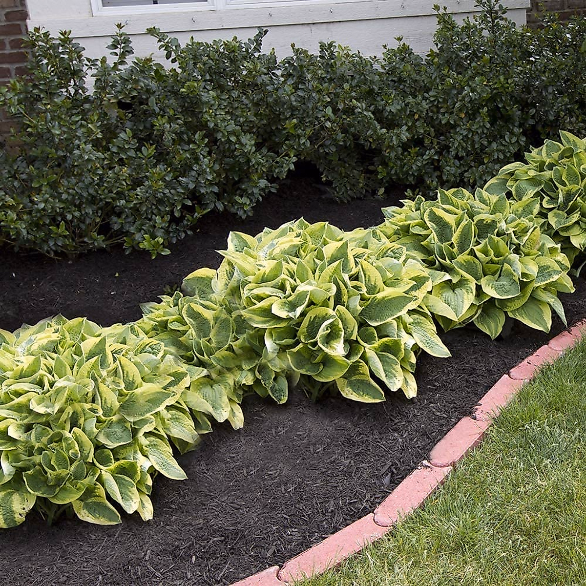 Amazing Deal - 24 Hosta Bare Roots Plants w/Planting Shovel - Mixed Heart-Shaped, Rich Green Foliage, Attracts Butterflies, Hummingbirds & Pollinators, Low Maintenance & Extremely Hardy - Zones 3–9