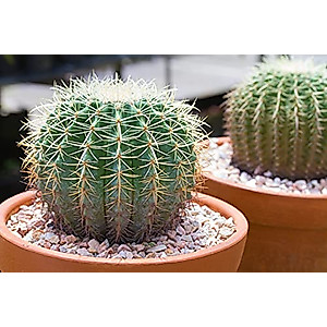 Golden Barrel Cactus Seeds - 25 Seeds -Echinocactus grusonii - Ships from Iowa, USA - Grow Exotic Succulent Cacti Bonsai