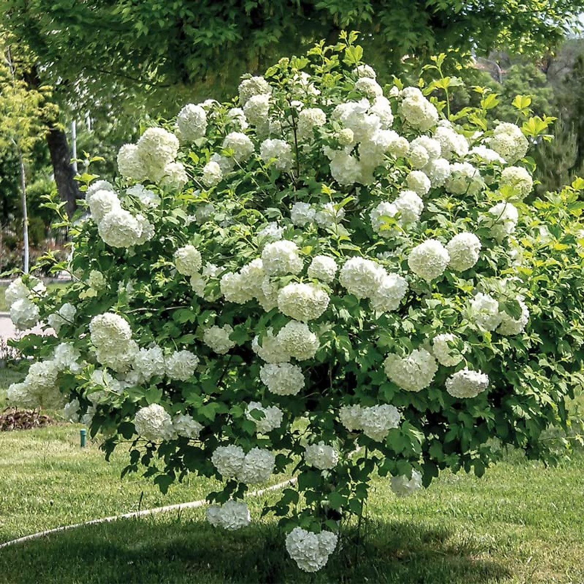 2 Old Fashion Snowball Viburnum Plants Live Trees, Japanese Viburnum Shrub Bush from 6 to 12 Inc Height 4 Inc Pot
