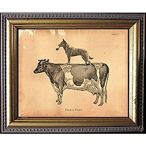 Australian Cattle Dog Riding Cow Semi-Matte Photo Paper Print Tea Stained Background dog art dog gift for dog mom