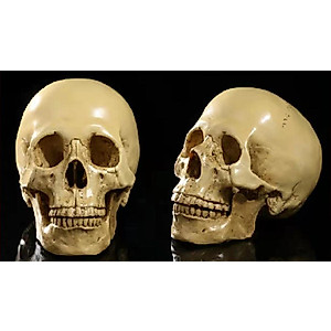 Onecen Life Size Human Skull Model 1：1 Replica Realistic Resin Halloween Party Decoration Human Skull Head Bone Model Medical Skeleton for Anatomical Medical Teaching (Light Yellow)